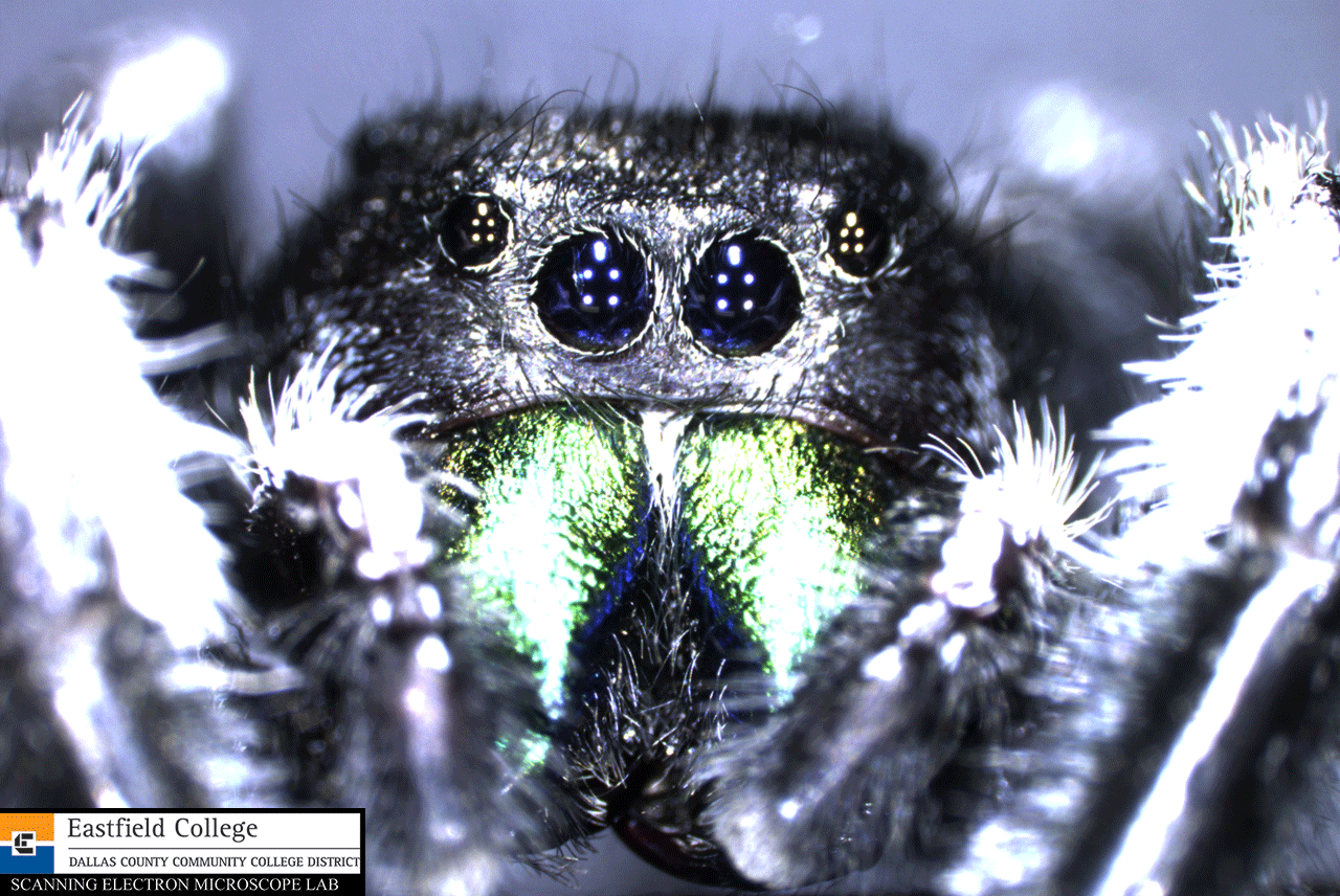Scanning Electron Microscope Blog: A Jumping Spider