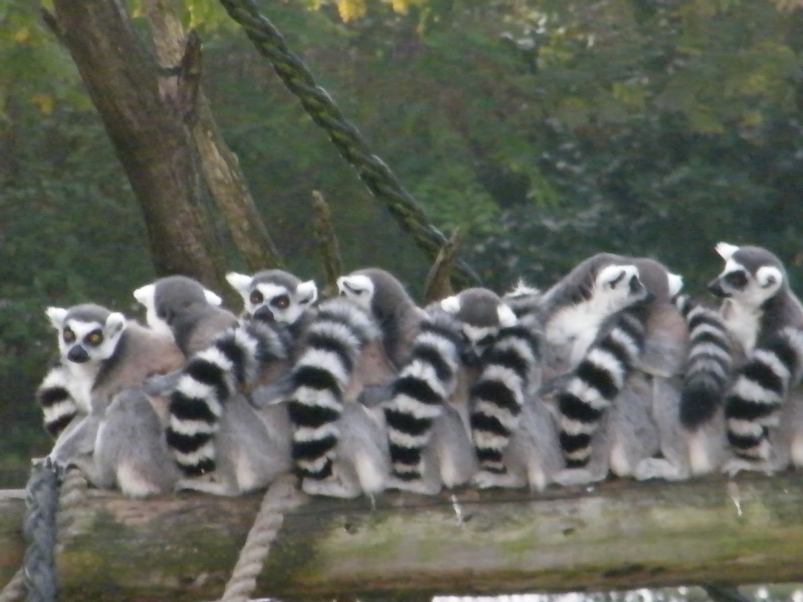 Mostly pictures: 23 random zoo pictures!