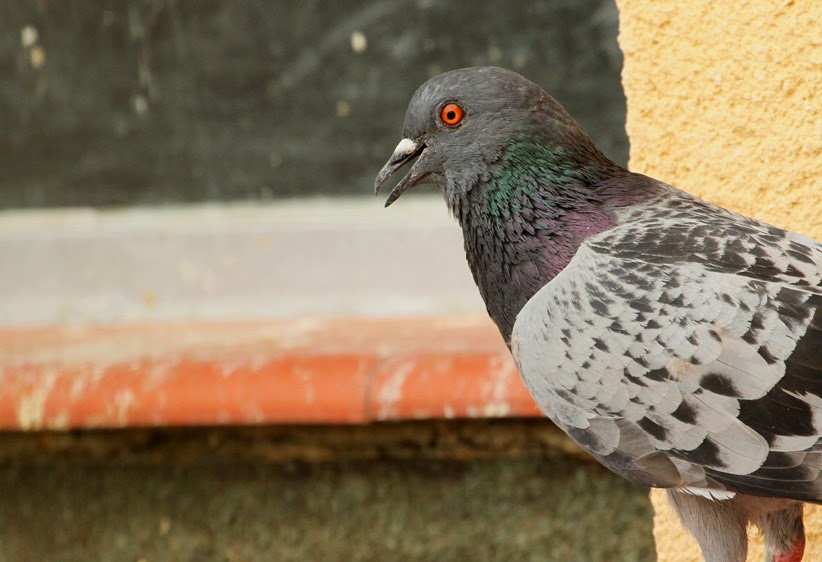 Abejarucos... y otros animales: ¿Las "ratas del aire"?