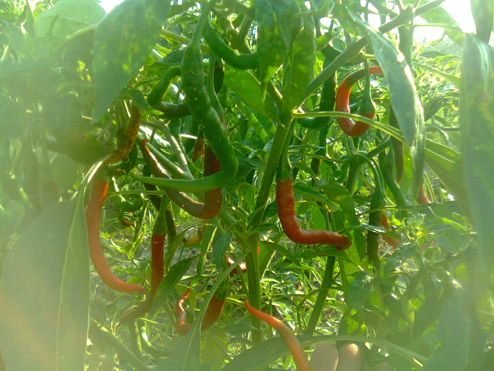 Foto-Foto Kebun Cabai Rawit Hijau Paling Keren di Daerah Pegunungan ...
