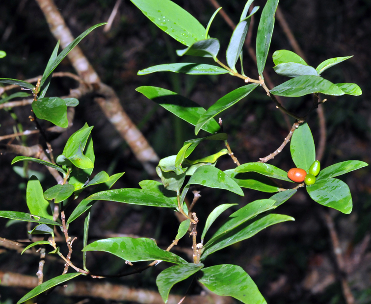 福星花園: 台灣蕘花