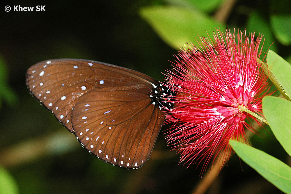Butterflies of Singapore: Assorted Nectaring Plants