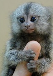 tinny Finger Monkey: Tinny Finger Monkey