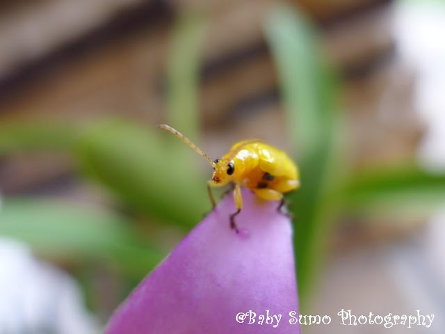 Baby Sumo Photography: Purple orchid & a pretty yellow bug - KL, Malaysia