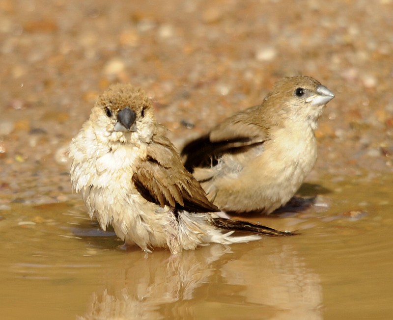 Indian Birds Photography: (delhibirdpix) differance in both Indian ...