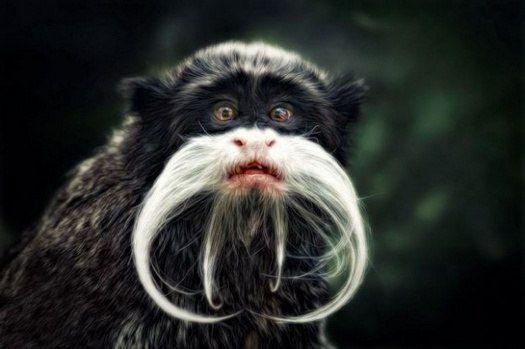 Las Fotos Mas Alucinantes: mono con bigote blanco