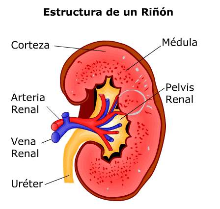 Fisiologia Humana Basica: RIÑON: FUERZAS/PRESIONES EN EL FILTRADO ...