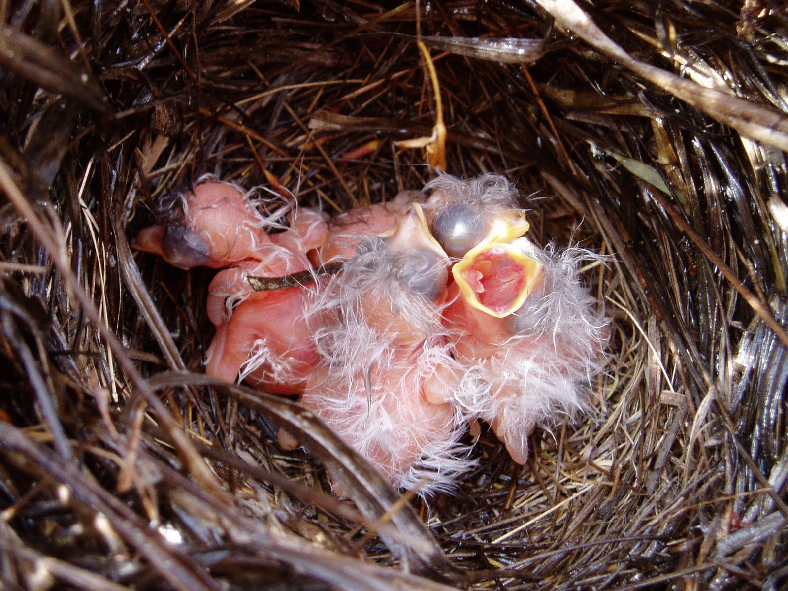 Nature Hermit: Baby birds are strange