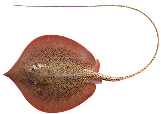 Mengenal Ikan Pari Tutul Sungai (Terancam Punah)