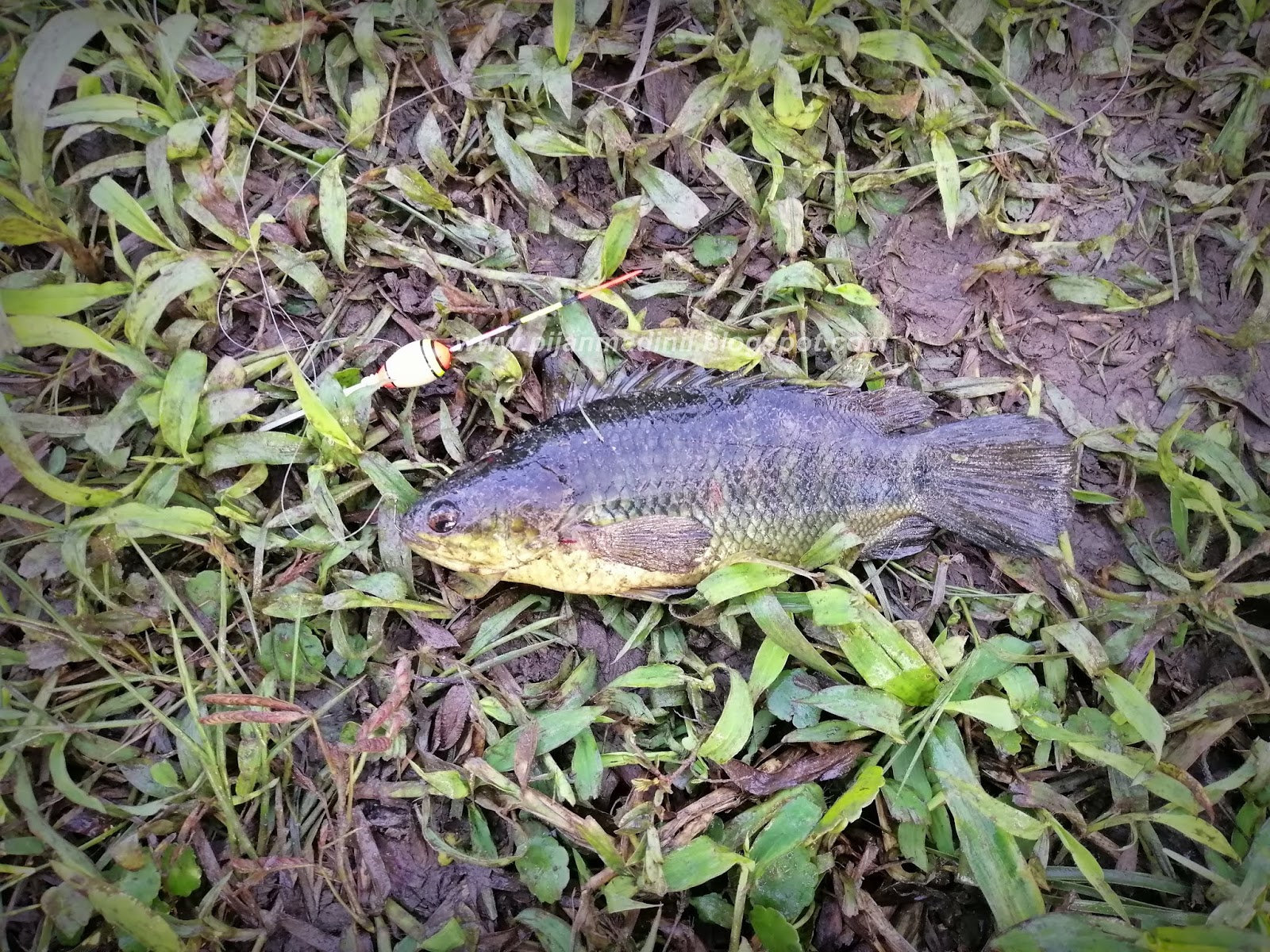 The Other Side of Me: Ikan Puyu @ Climbing Perch #4-5/2019