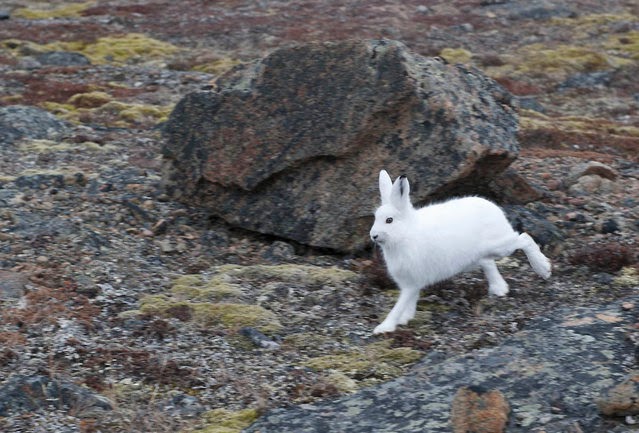 Animals Wikipedia: Polar Rabbit ( Arctic Hare )