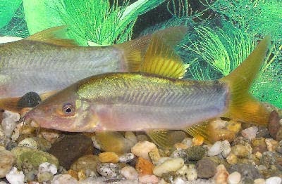 Freshwater Frenzy: Red-Finned Loach Fact Sheet