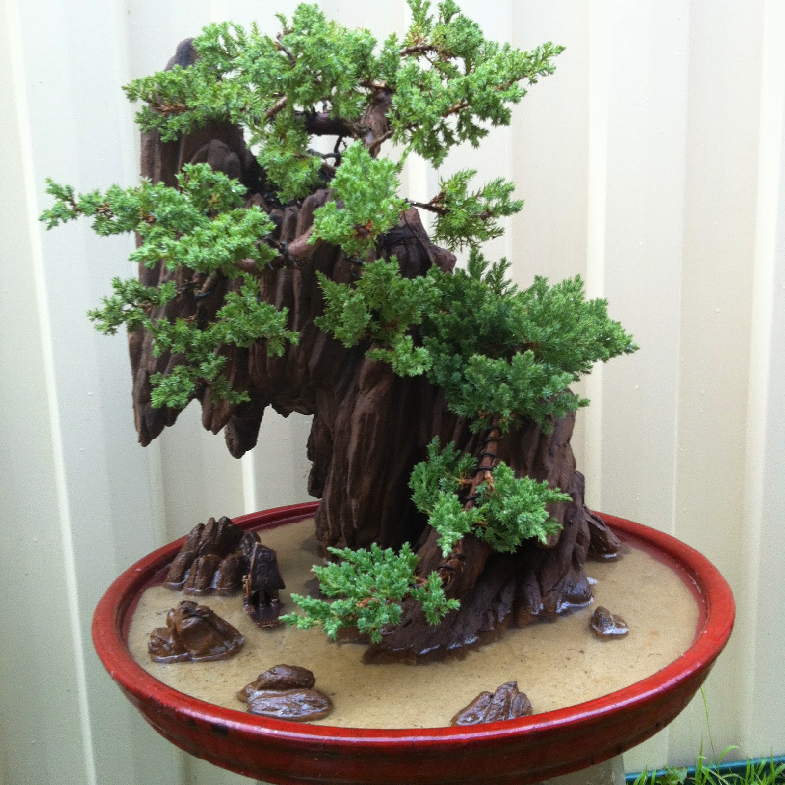 penjing : Penjing Bonsai For Sale