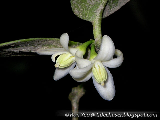 tHE tiDE cHAsER: Mangrove Lime (Merope angulata)
