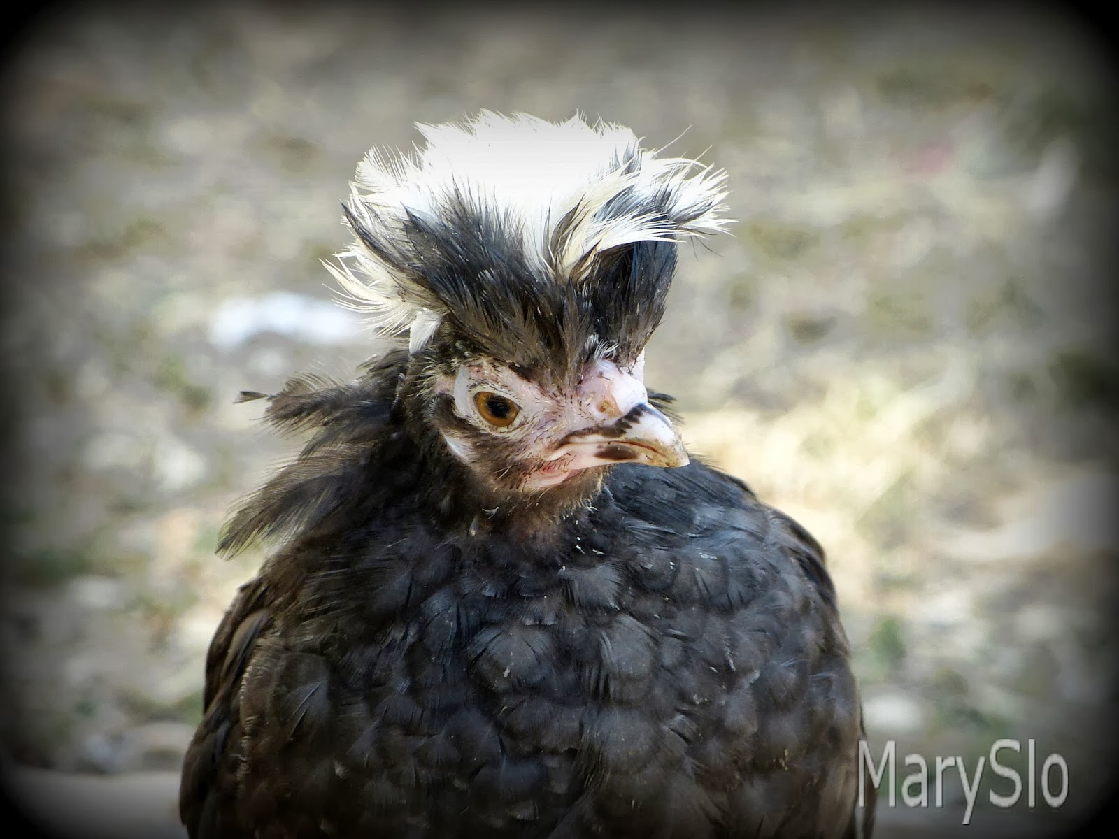 JULIA'S LITTLE STORIES