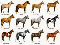 Caballos cuarto de milla: Razas de caballos