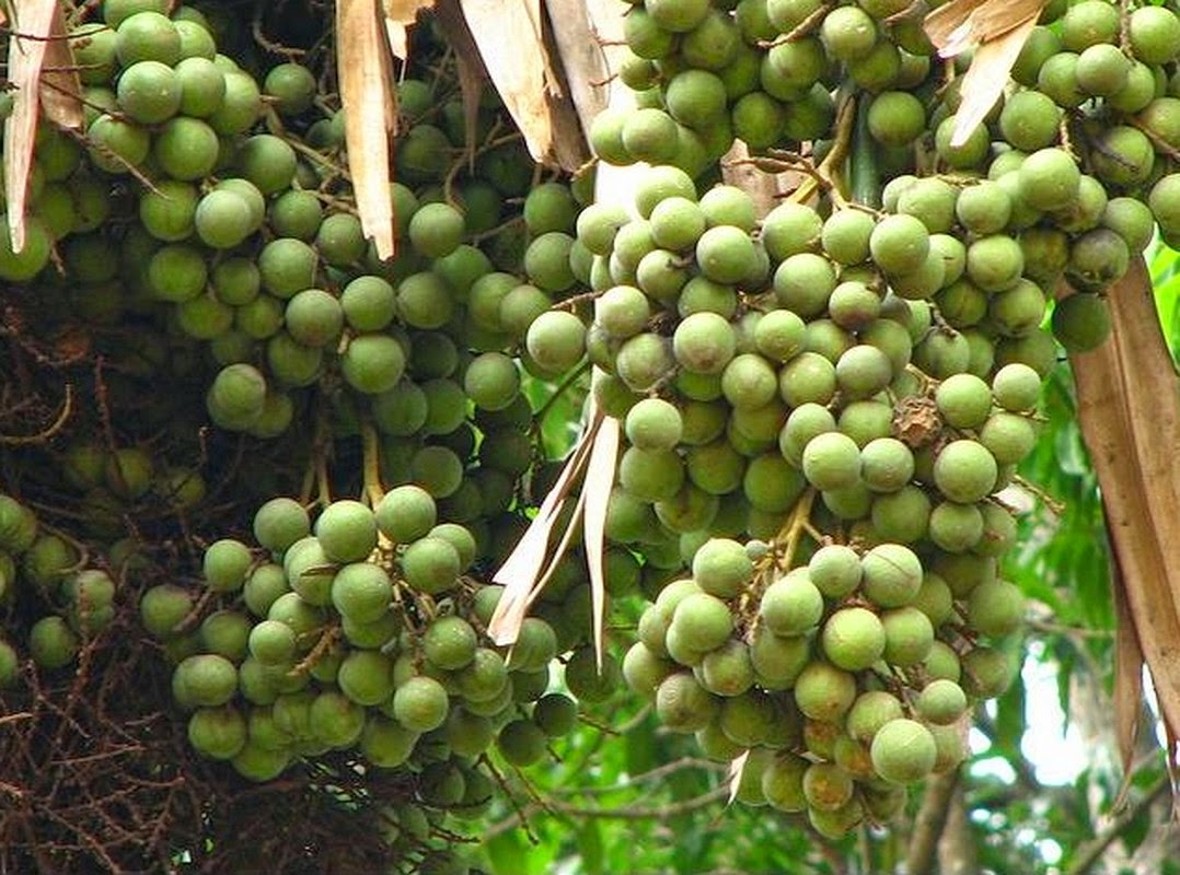 La Gazette de Babo: Tallipot