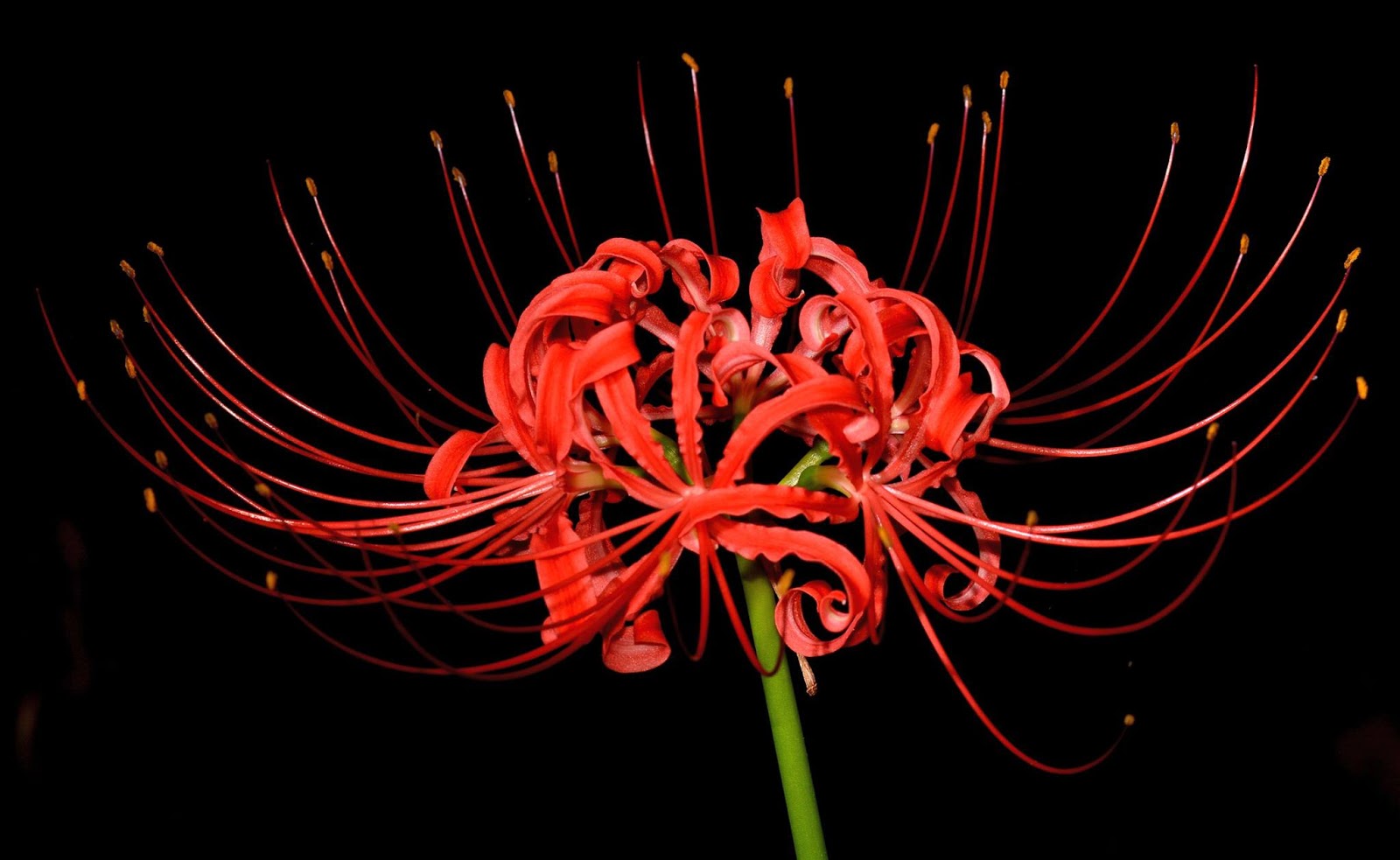 Nature Ramblers: Ramble Report September 1 2016