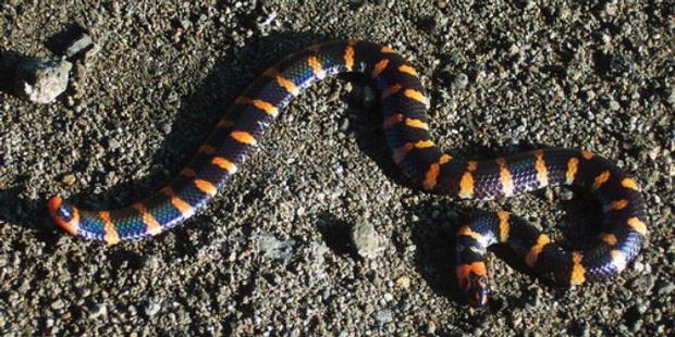 "Ular Kepala Dua" Ditemukan di Samarinda - PoPuLaR