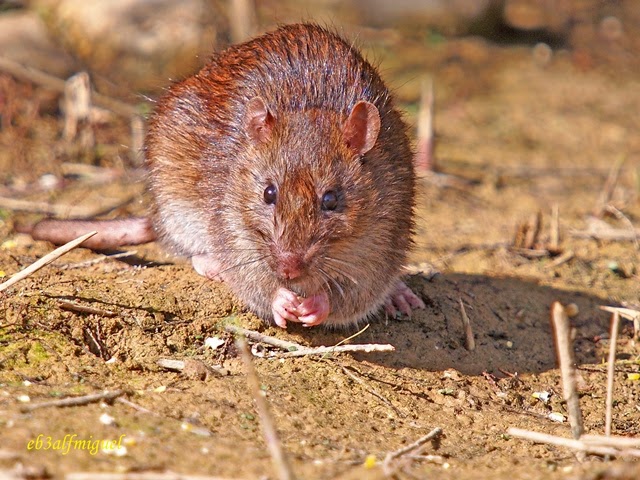Miguel fotografia: Rata Negra (Rattus rattus)