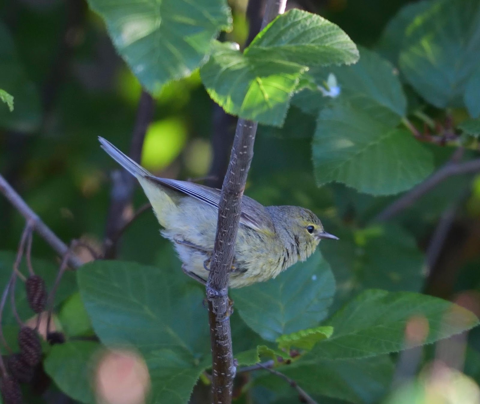 Birding Newfoundland with Dave Brown: Fall Warbler Identification: A ...