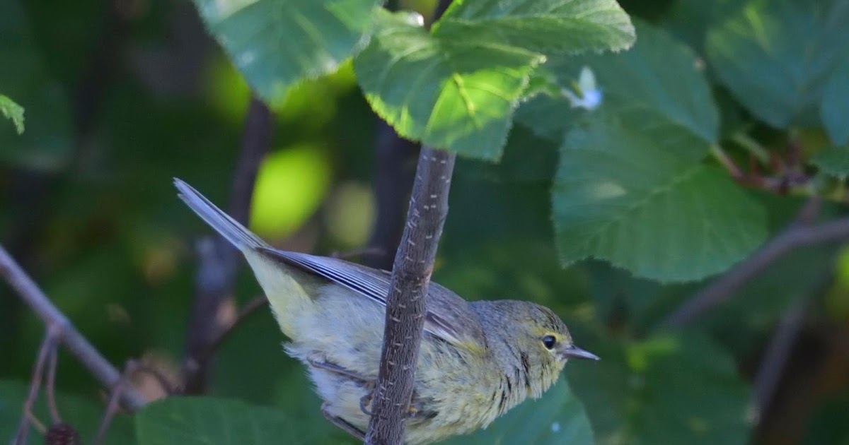 Birding Newfoundland with Dave Brown: Fall Warbler Identification: A ...