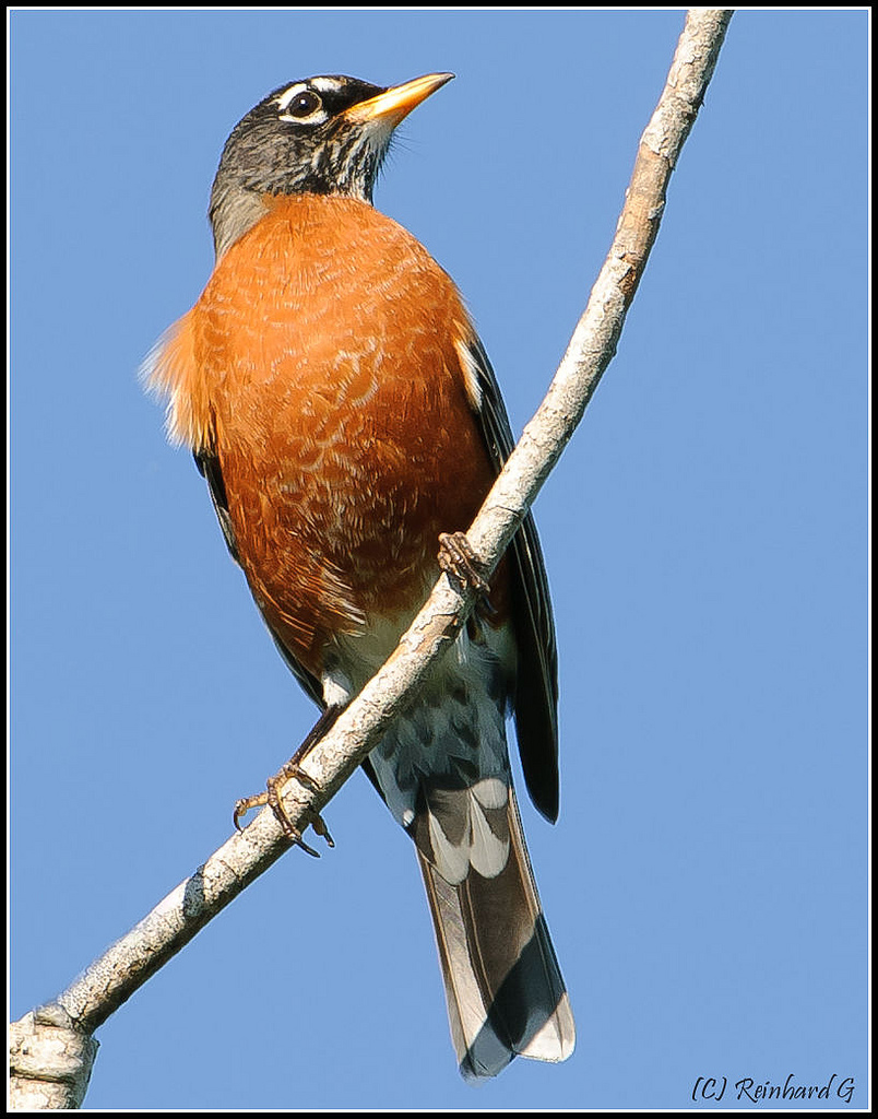 The SCC Bird Nerd: American Robin