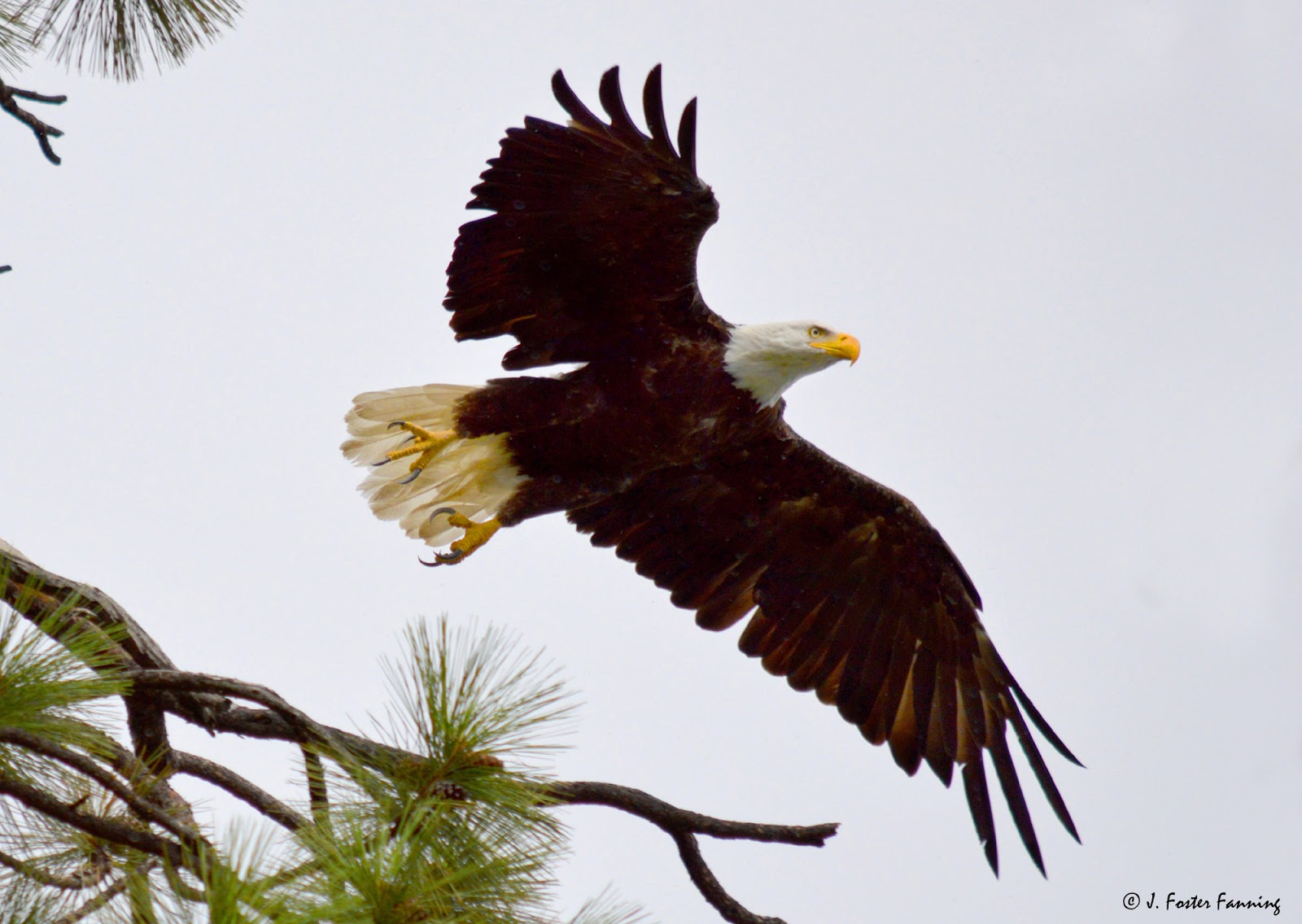 Ferry County, Washington State, U.S.A.: Bald Eagles of Ferry County