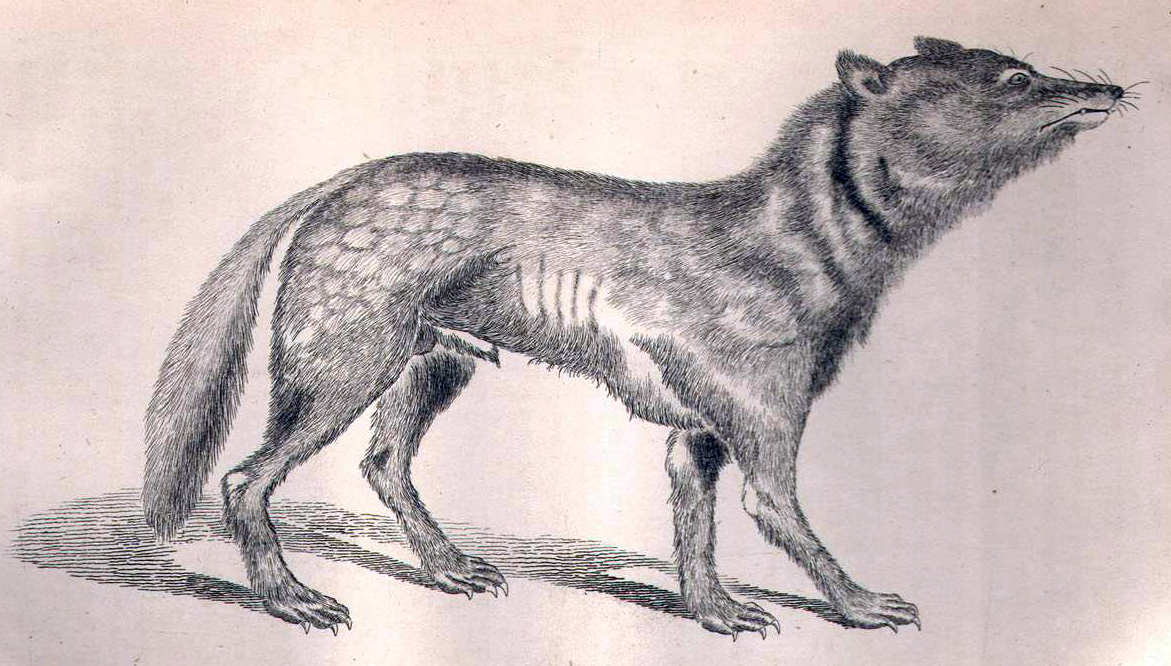 Abe's Animals: Illustrations of the Honshu wolf