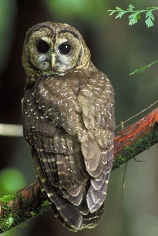 Corujas: Animais impressionantes: Coruja Pintada