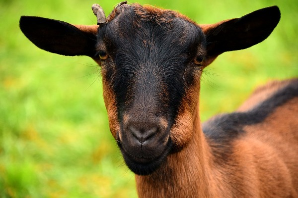 Goat Farming: Goat Farming in South Africa