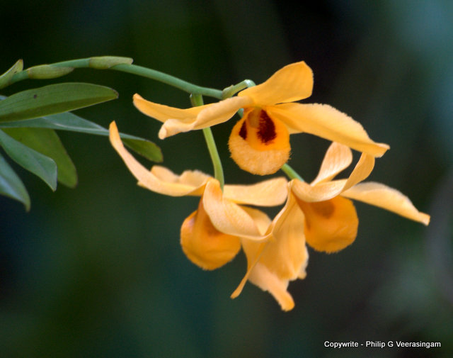 philipveerasingam: An orchid named 'Wesak mal' S, Avissawella, Sri Lanka.