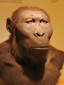 ¿QUIÉN FUE EL PARANTHROPUS? | Los origenes del hombre