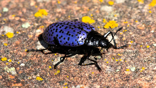 Southern Rockies Nature Blog: More Fungus Beetles, Please