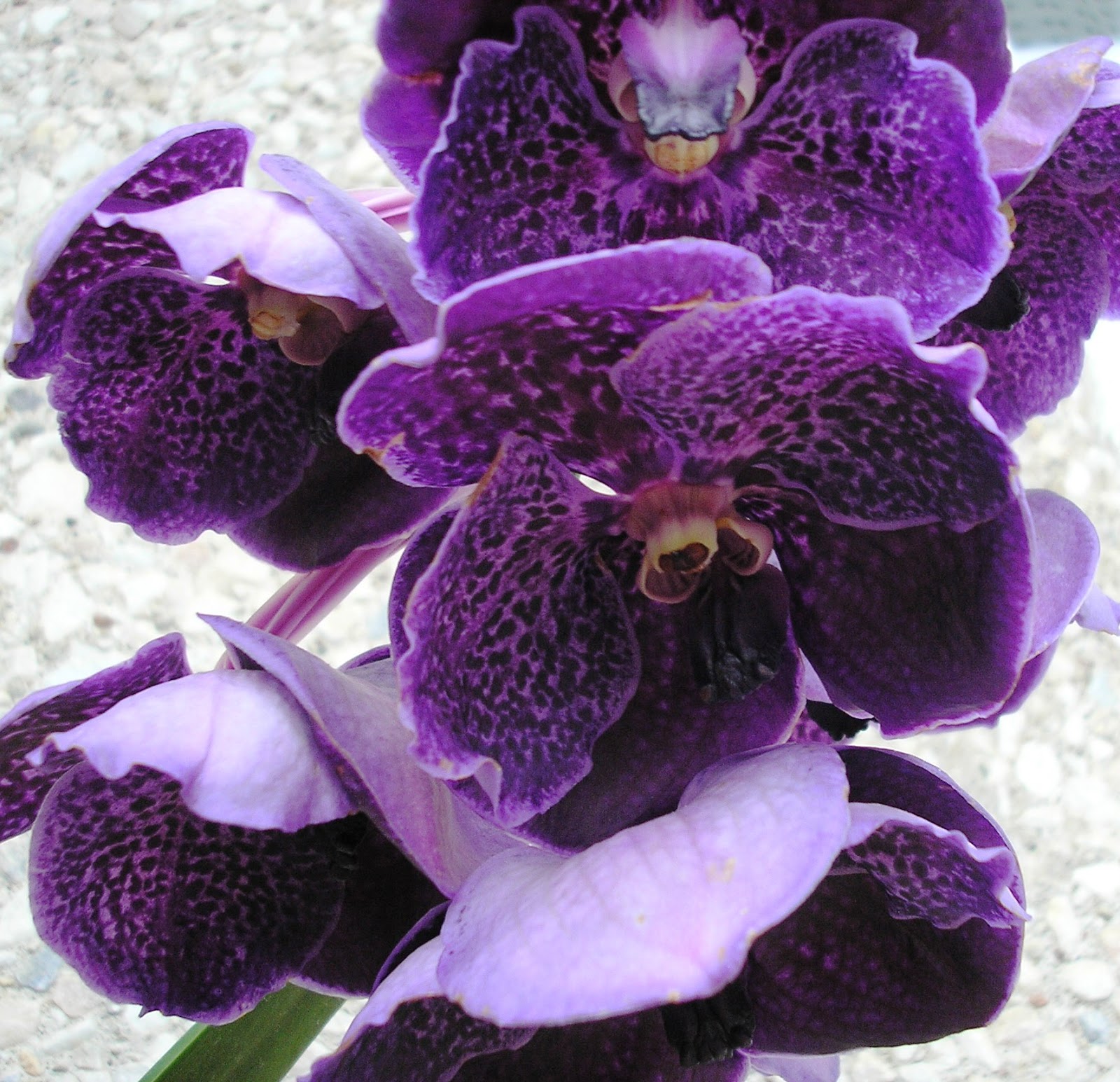 OrchidManija: Orchidėja Vanda - mano galvos skausmas