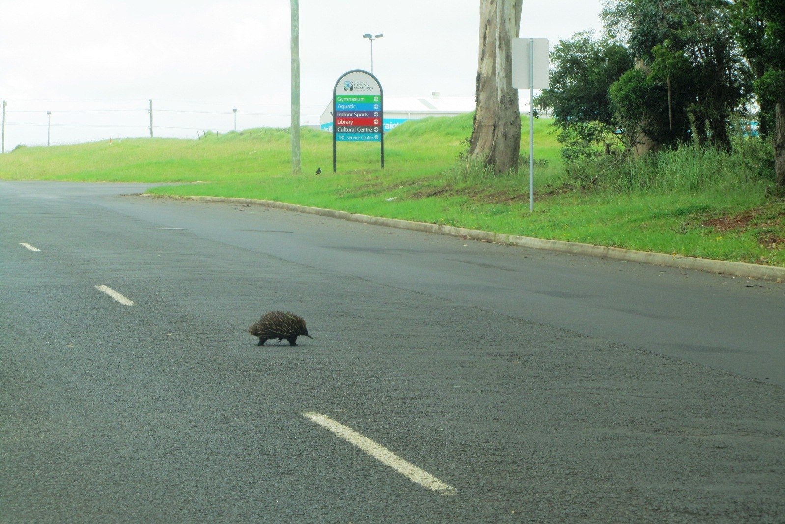 Echidna Crossing The Road At Highfields 210312
