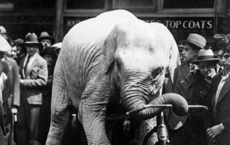 A World Elsewhere: What happened when Topsy the Elephant met Thomas the ...