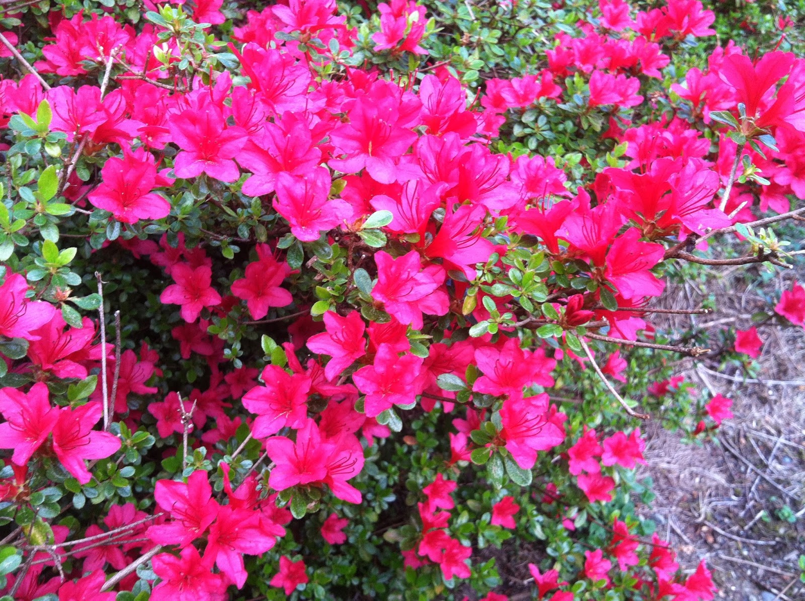 Wildflowerhouse: Continued from Last Post.