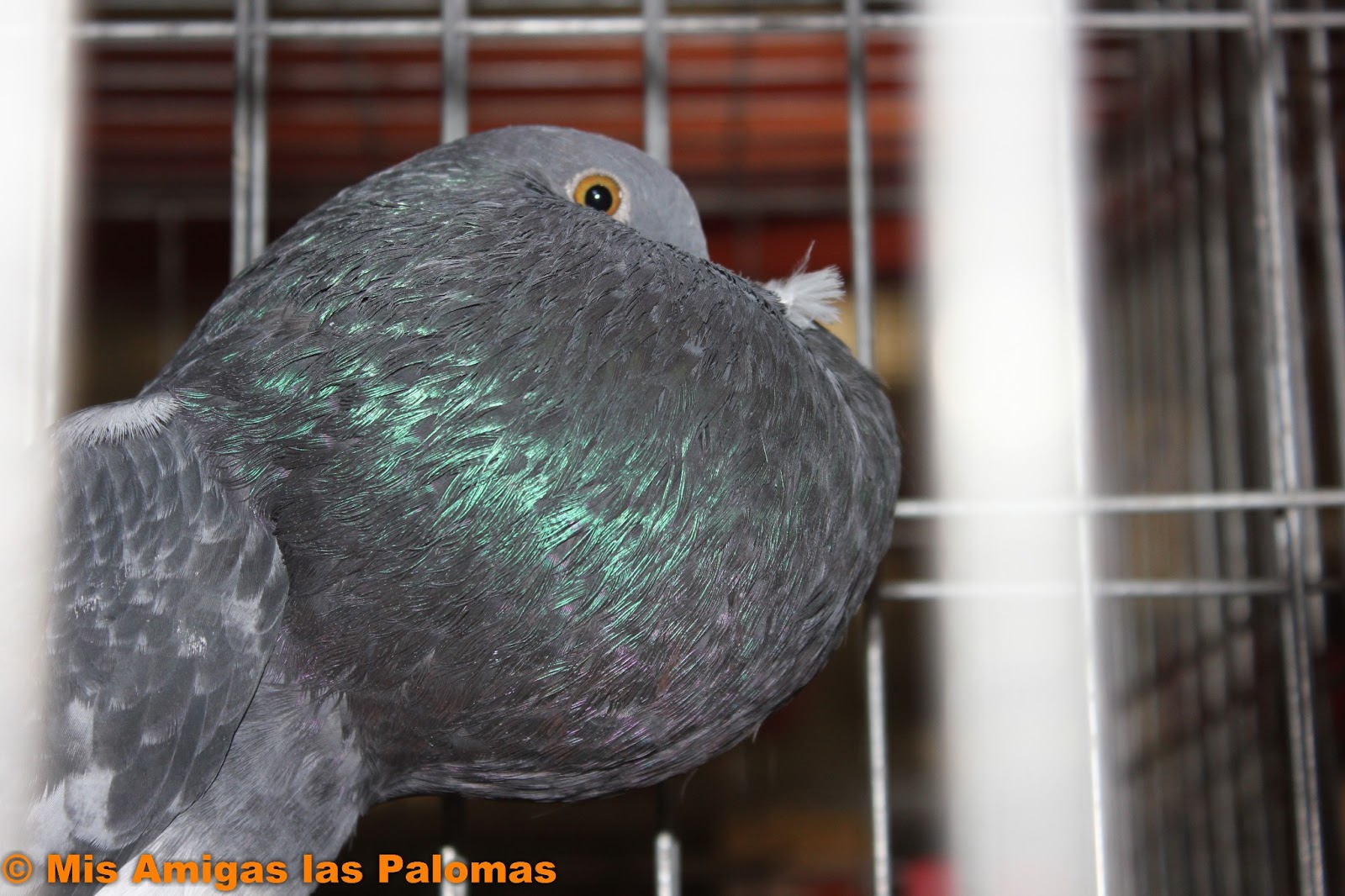 Mis amigas las palomas: Fotos palomas de raza