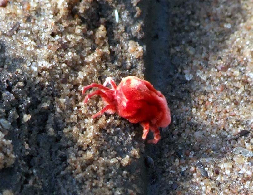 Birding South Sudan: Nimule road birds, insects and a giant mite