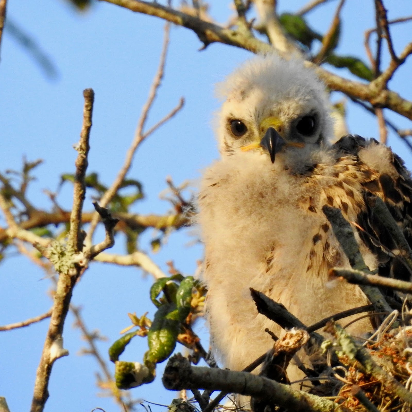 Wildewood Wonders: Red-shouldered hawk chicks in the neighborhood