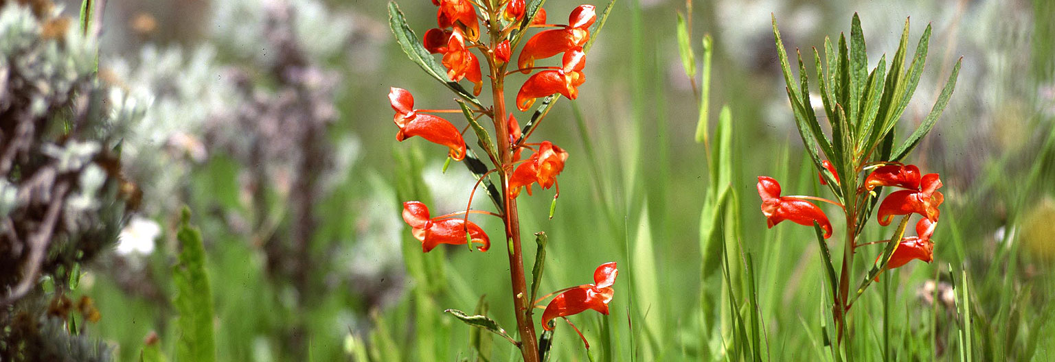 >> Kitulo National Park (The Garden of God)