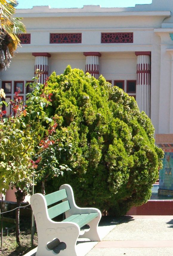 Future Plants by Randy Stewart: Thuja - Arborvitaes