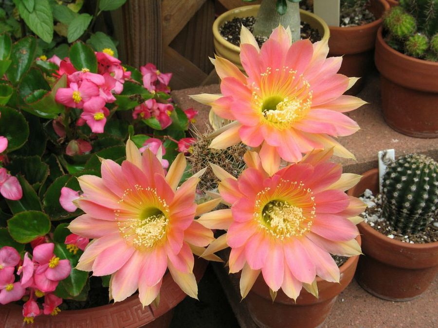 Cactus de flor más populares y otros consejos