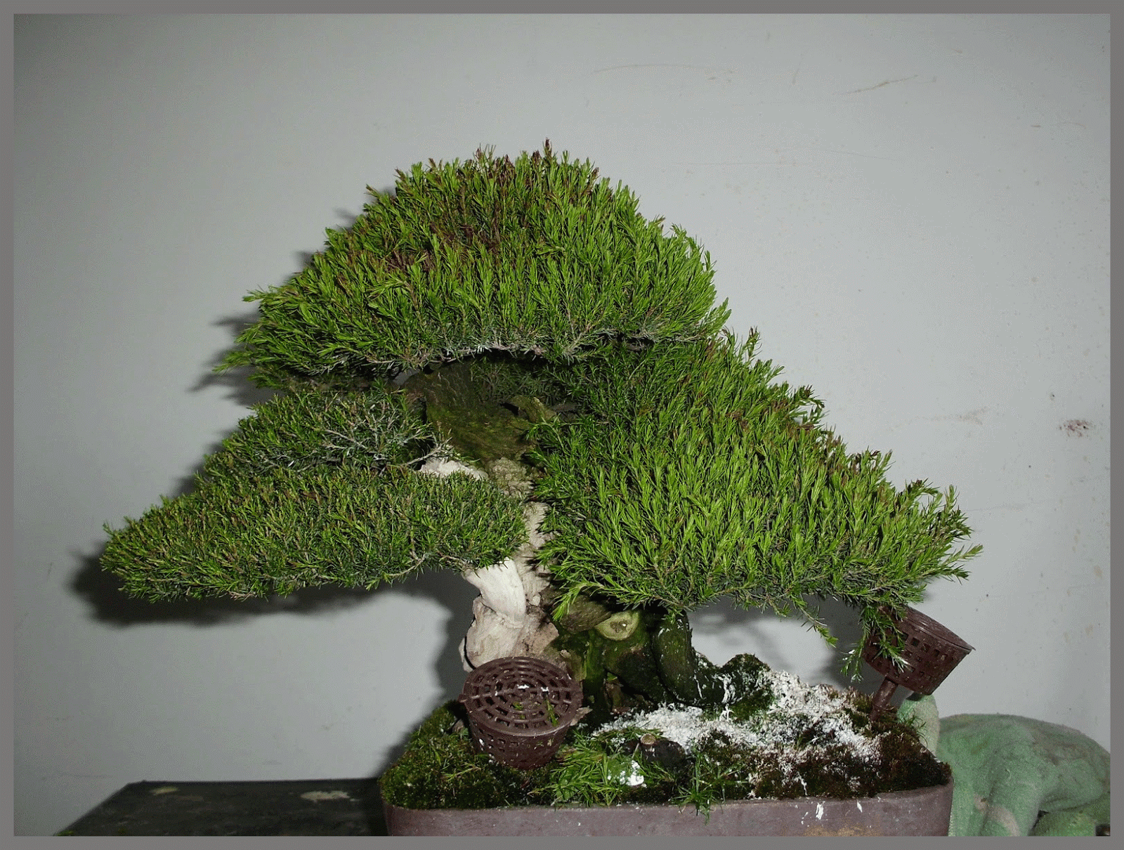 CHOWA ZOUTLEEUW: Erica arborea van Alberto Baleato