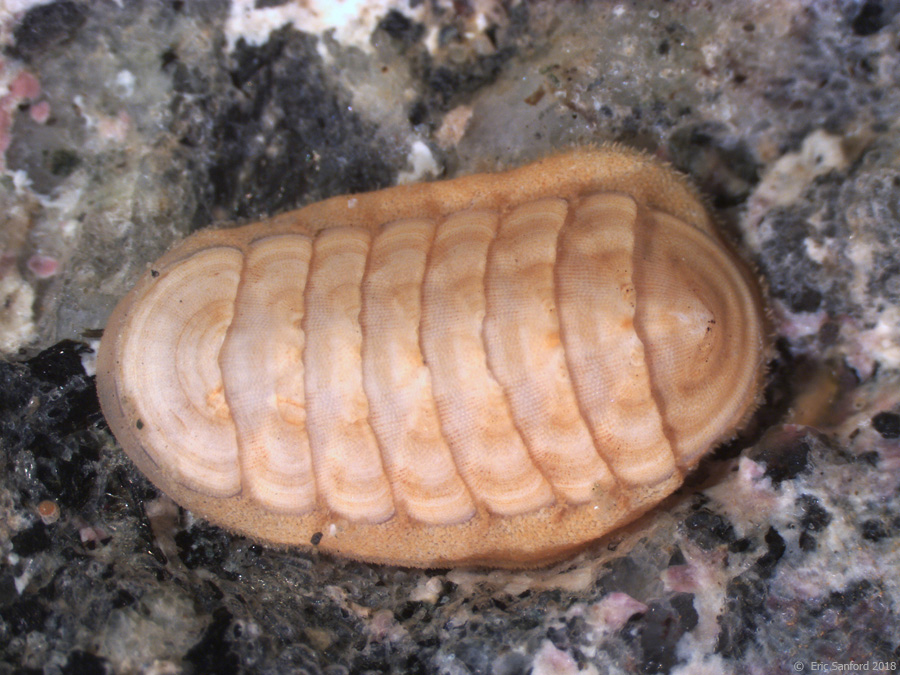 The Natural History of Bodega Head: Little ones