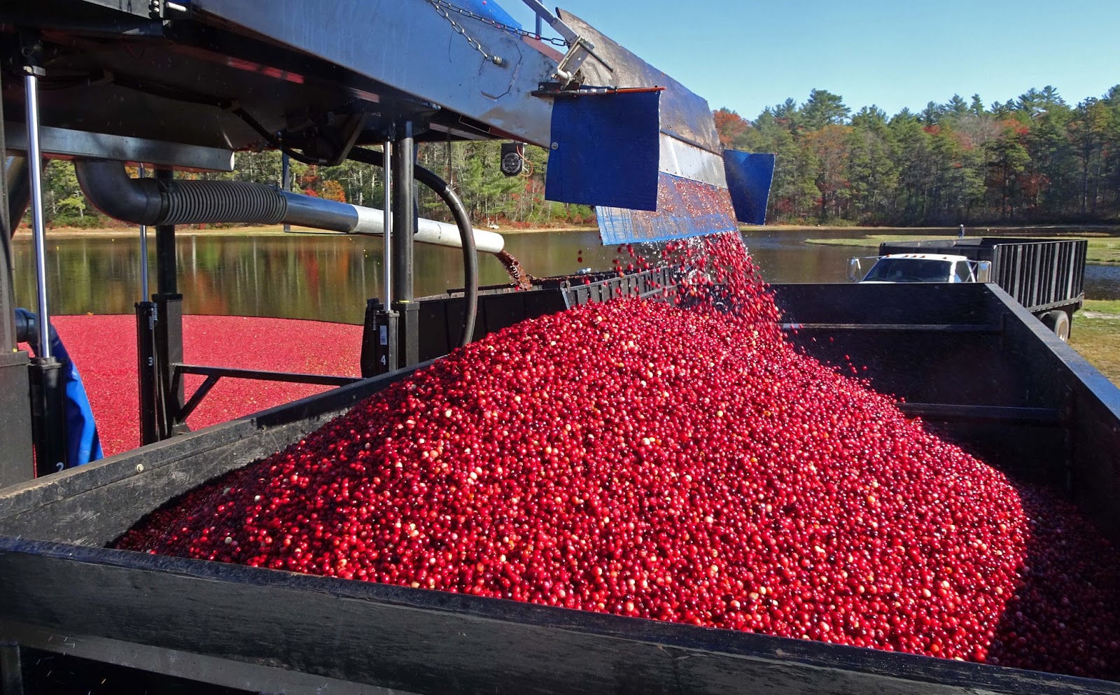 Joe's Retirement Blog: A Cranberry Harvest, Slocum-Gibbs Cranberry ...