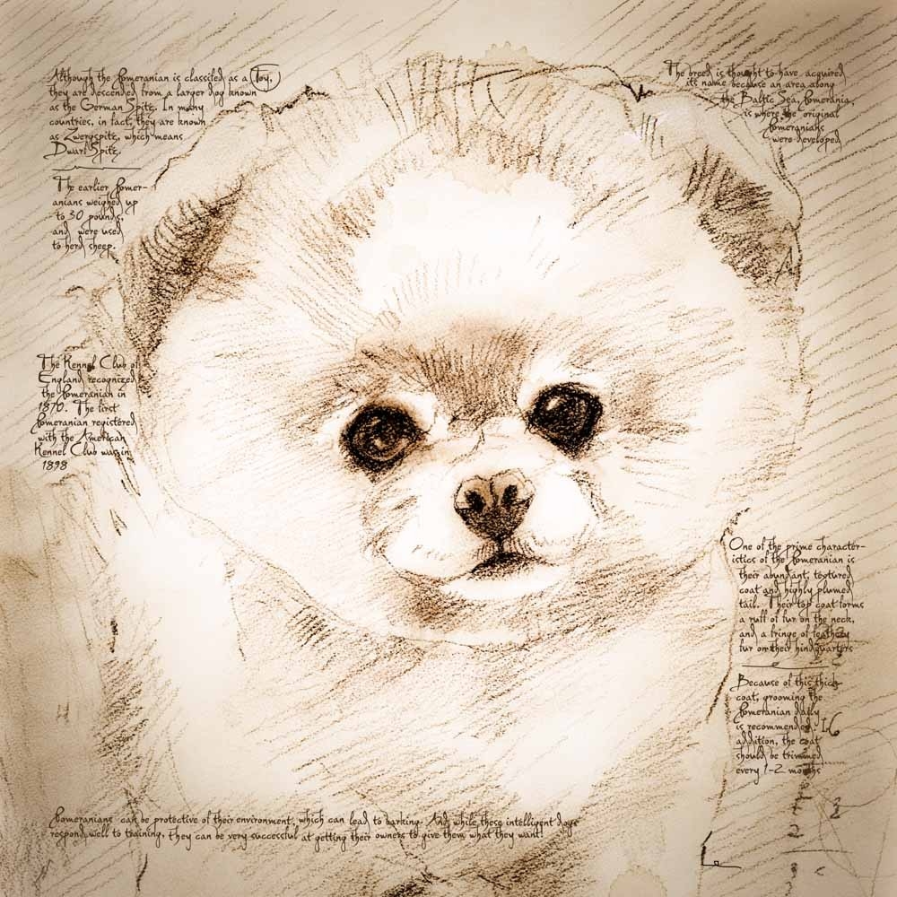 Leonardo Da Vinci Animal Drawings