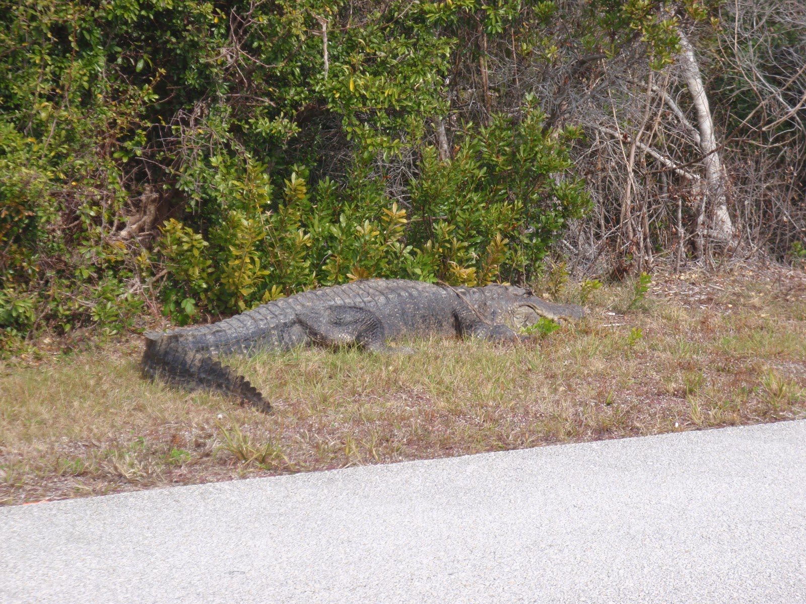 Cracker Tracks: Florida Cracker Life