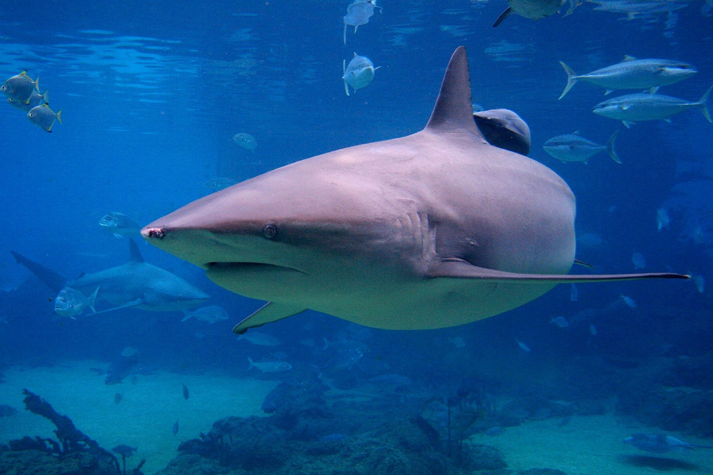 Blog do Jonas: Quais são as espécies de tubarão?